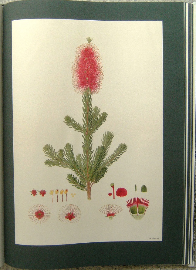 The Australian Flower Paintings of Ferdinand Bauer