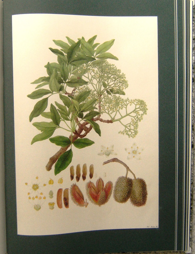 The Australian Flower Paintings Of Ferdinand Bauer | Best Flower Site