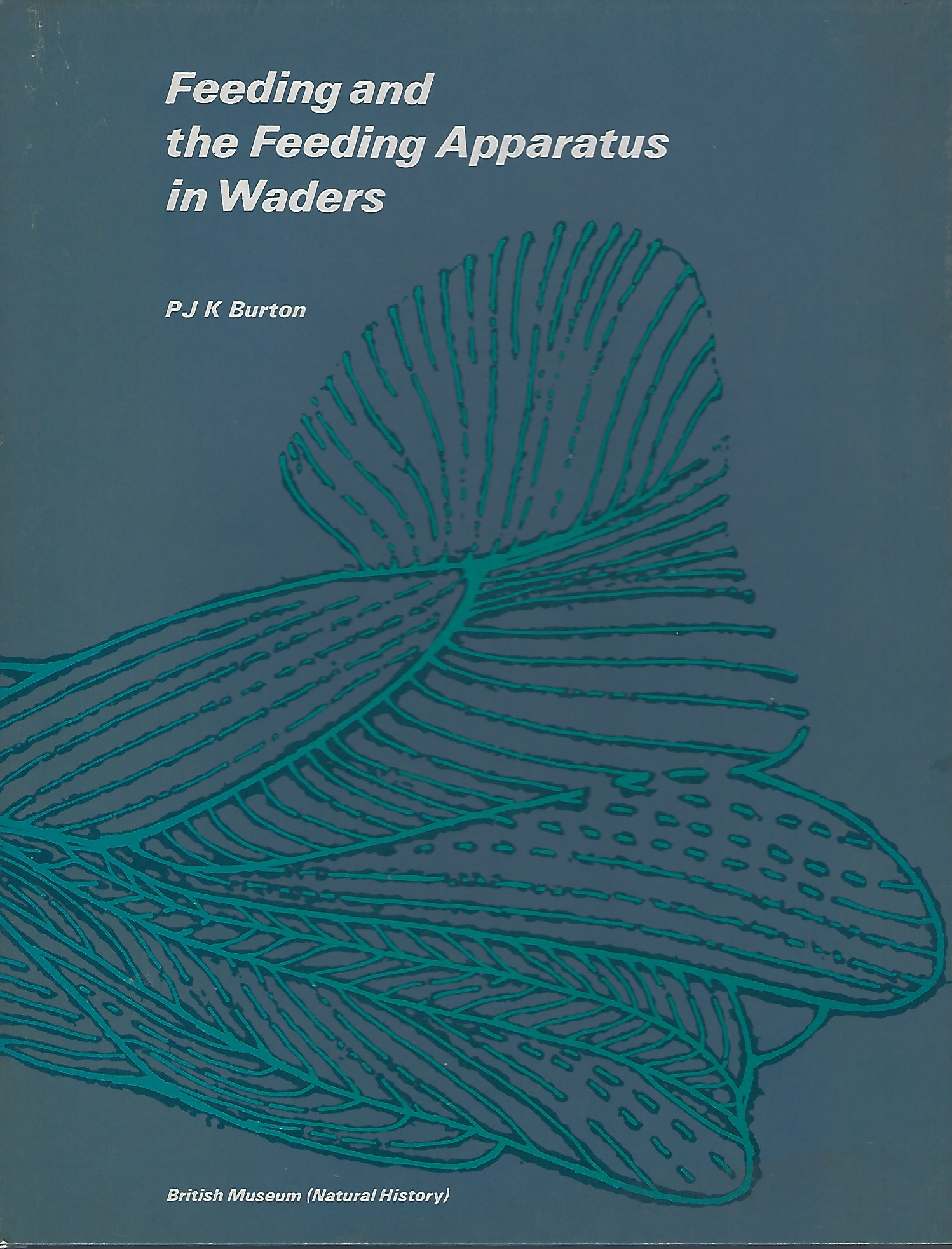 Feeding And The Feeding Apparatus In Waders: A Study Of Anatomy And ...