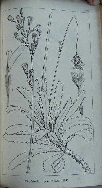 Niger flora; or, An enumeration of the plants of western tropical ...