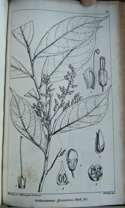 Niger flora; or, An enumeration of the plants of western tropical ...