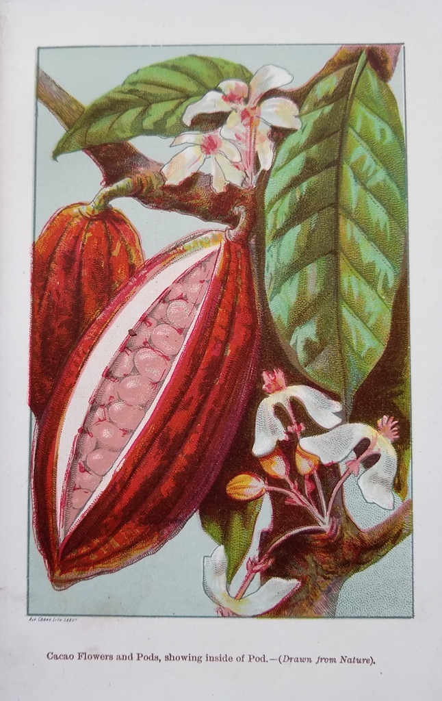 The Food of the Gods - a popular acount of Cocoa