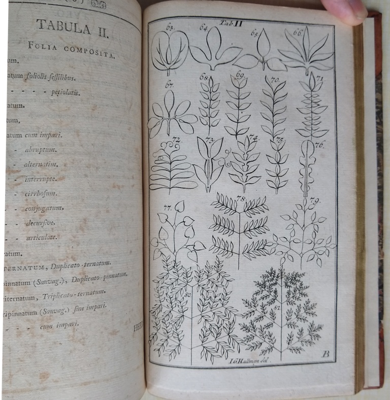 Philosophia botanica in qua explicantur fundamenta botanica cum ...