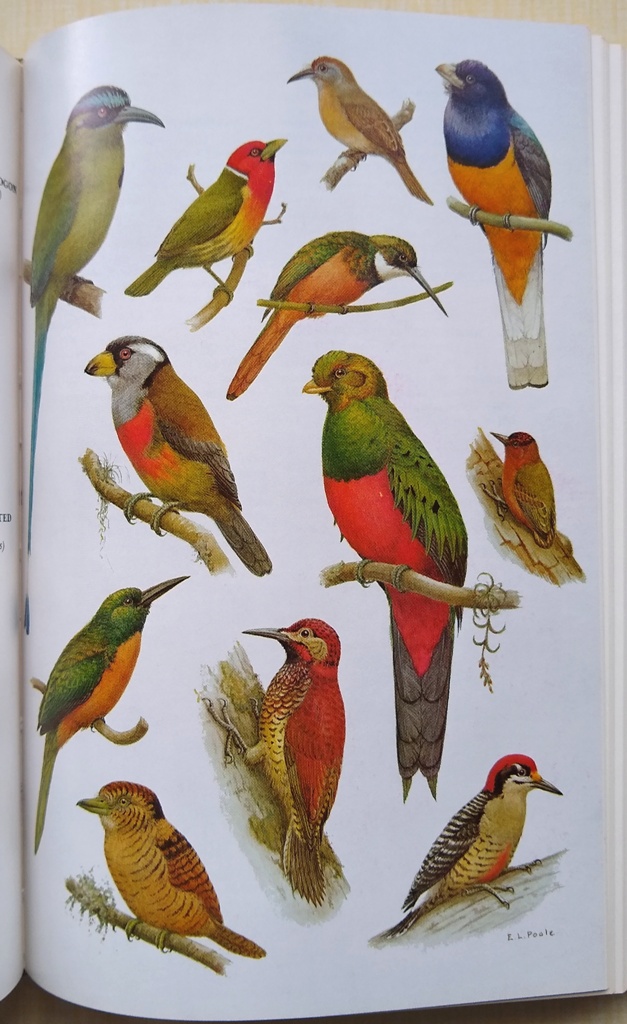 Central American Birds Birds, Birding Trips And Birdwatching Tours In