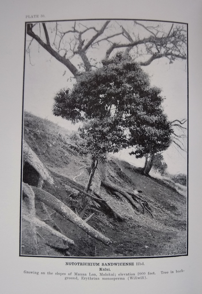 The Indigenous Trees of the Hawaiian Islands
