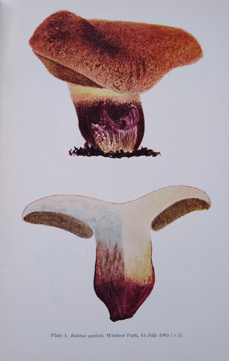 Interesting Fungi