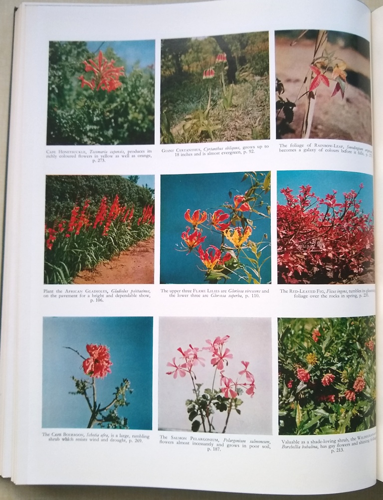 South African Wild Flowers for the Garden - how to grow them, identify ...