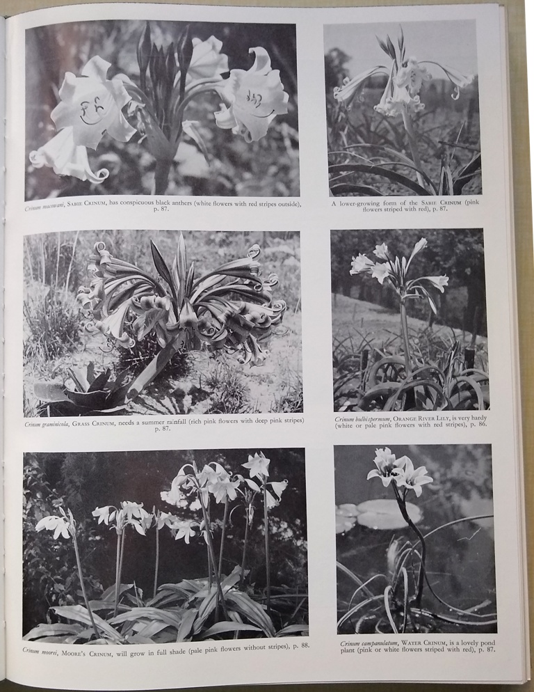South African Wild Flowers for the Garden - how to grow them, identify ...