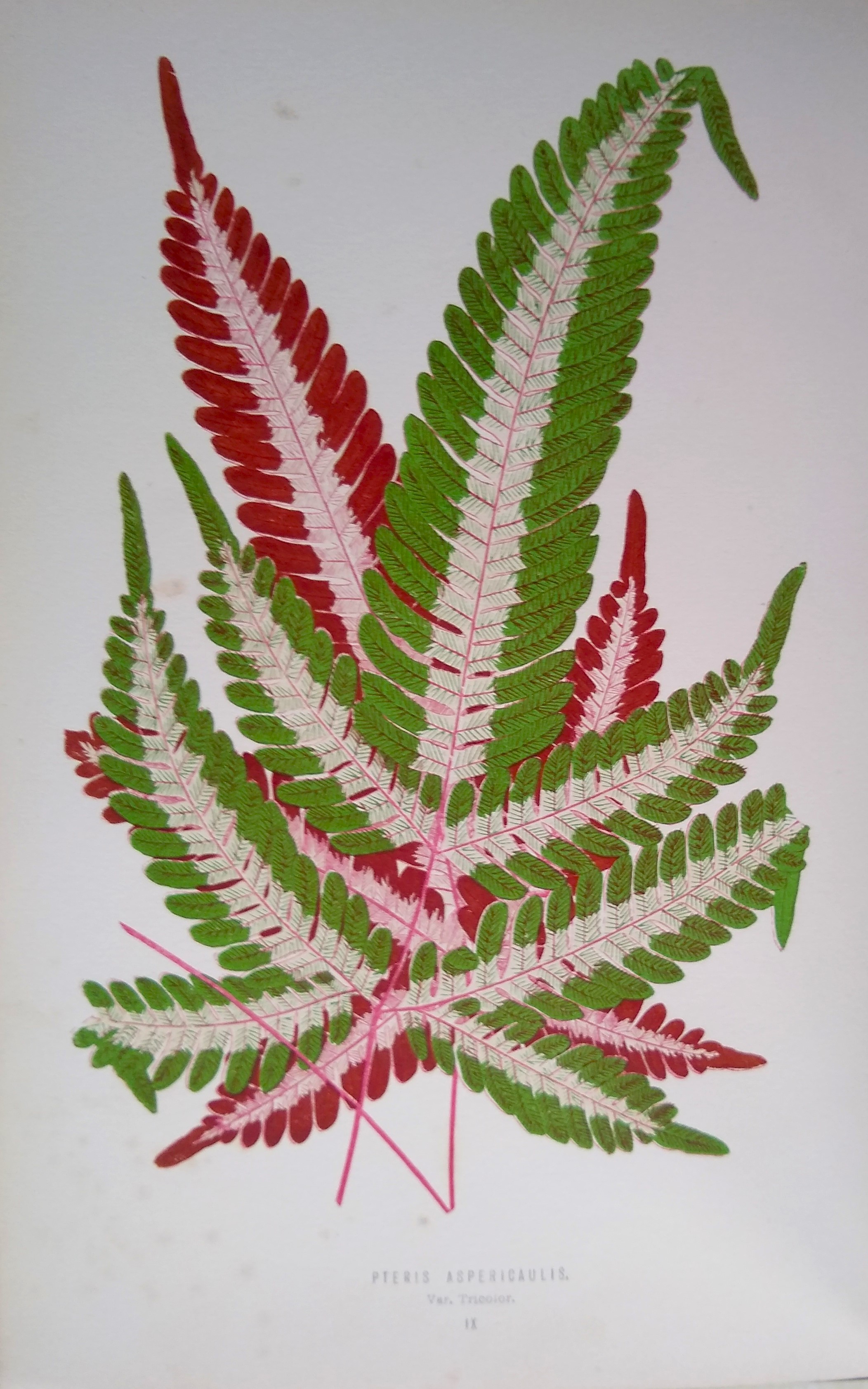 A Natural History of New and Rare Ferns, containiing species and ...