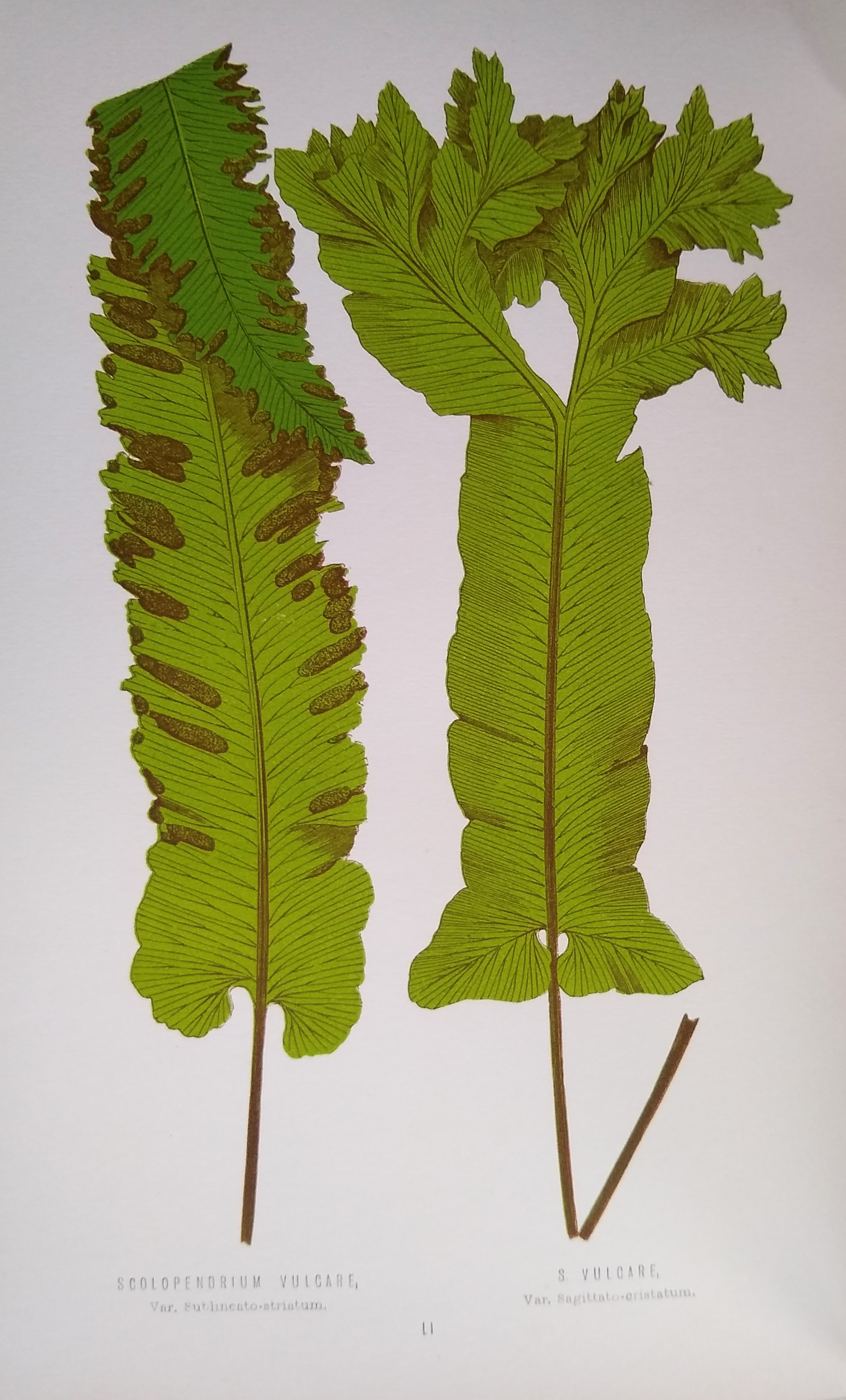 British Ferns and Where Found